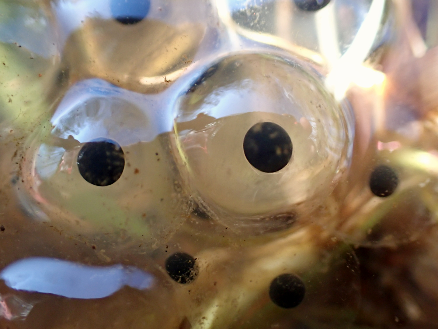 "FROSCHLAICH - EIN FRÜHLINGSSPEKTAKEL IM SEE" Foto & Bild | fotos ...