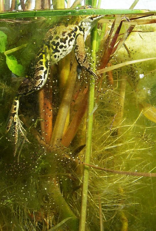 Froschlaich im Gartenaquarium Foto & Bild | tiere, wildlife, amphibien ...