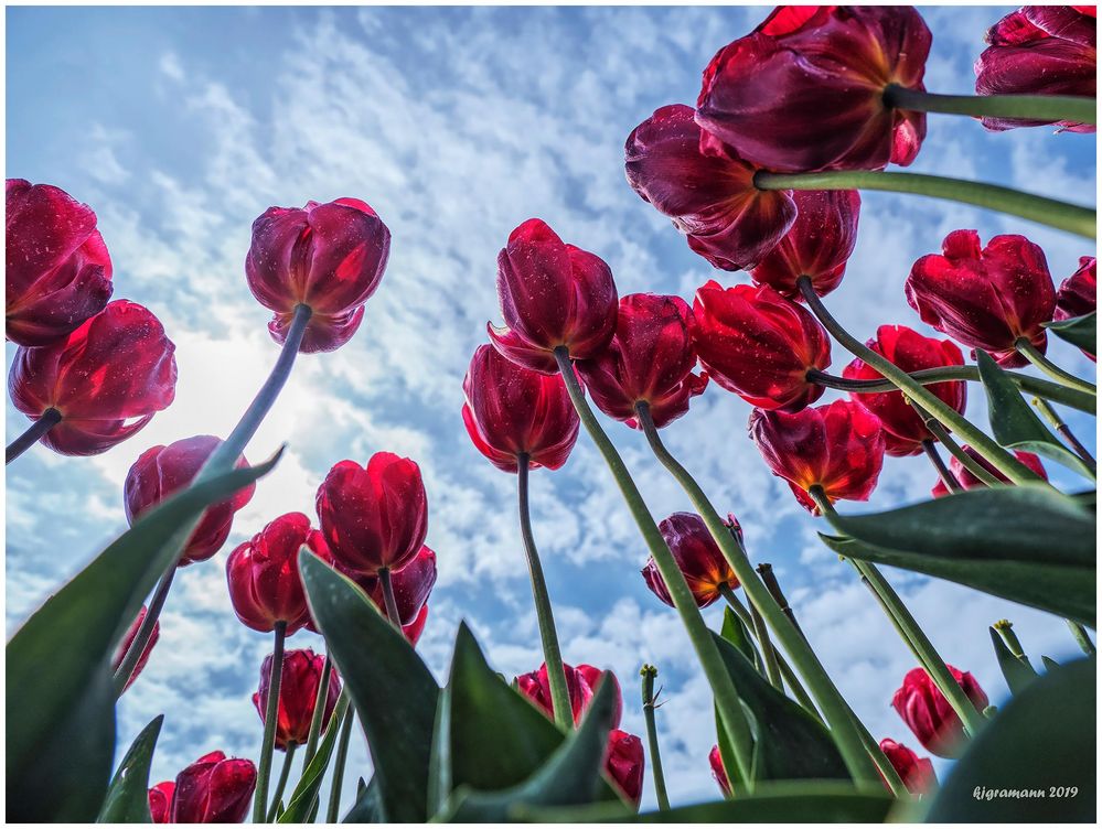 froschperspektive..... Foto & Bild | world, spezial, rot Bilder auf fotocommunity