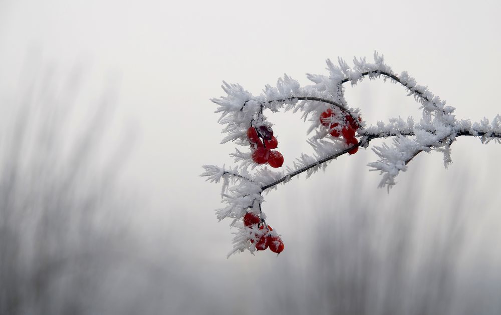 Frost Foto & Bild | jahreszeiten, winter, natur Bilder auf fotocommunity