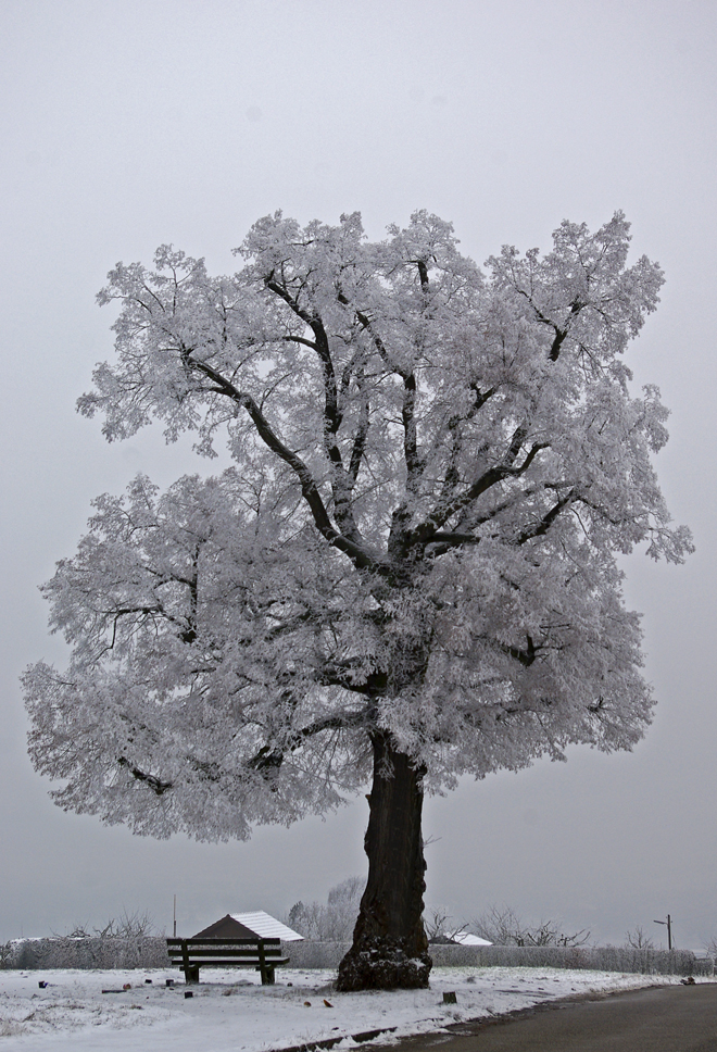 - Frost - Foto & Bild | jahreszeiten, winter, natur Bilder auf fotocommunity