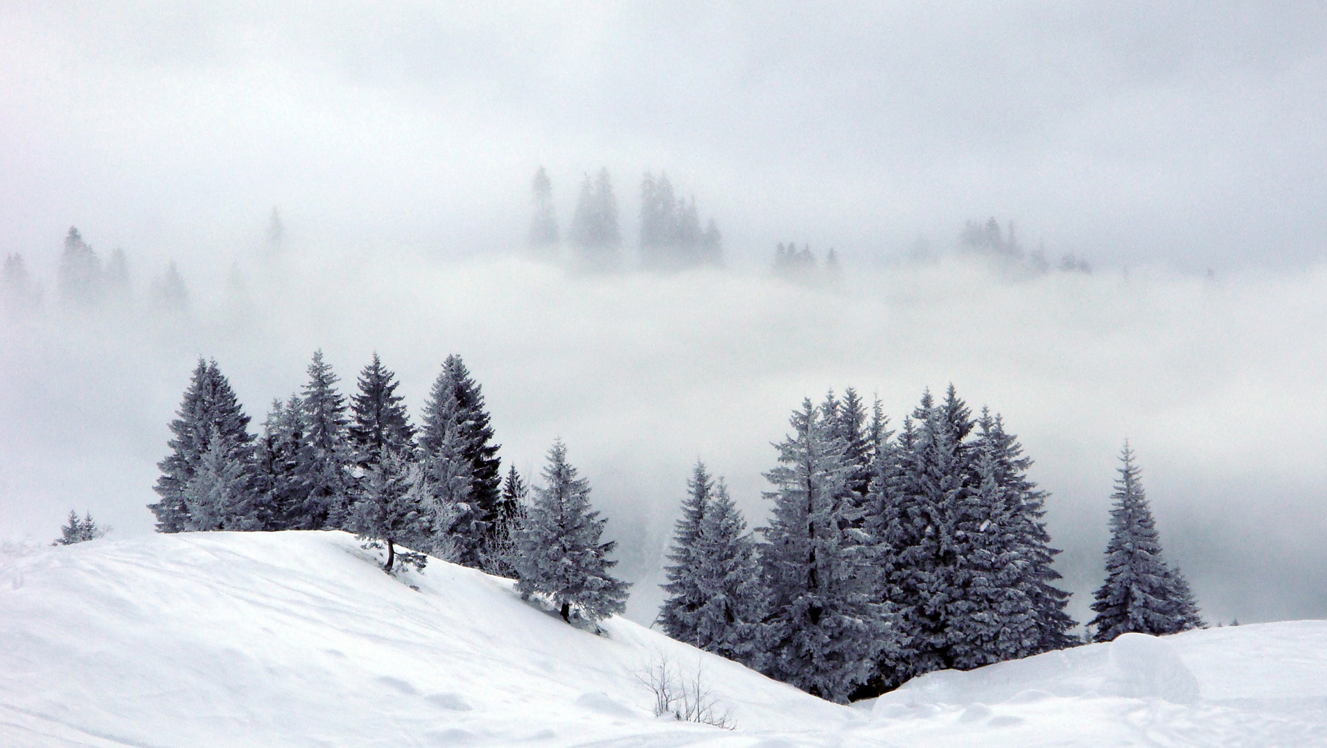 Frost Foto & Bild | jahreszeiten, winter, tannen Bilder auf fotocommunity