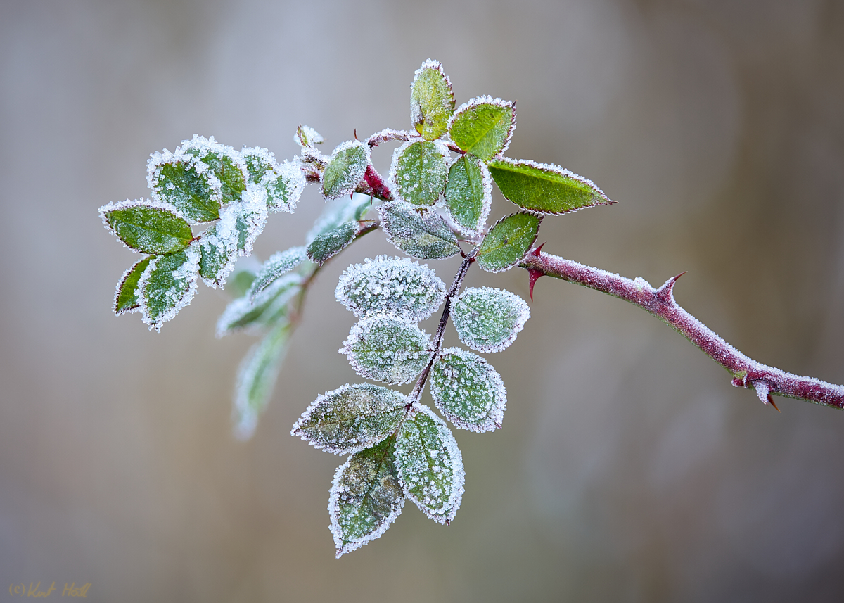 Frostig..... Foto & Bild | makro, winter, natur Bilder auf fotocommunity