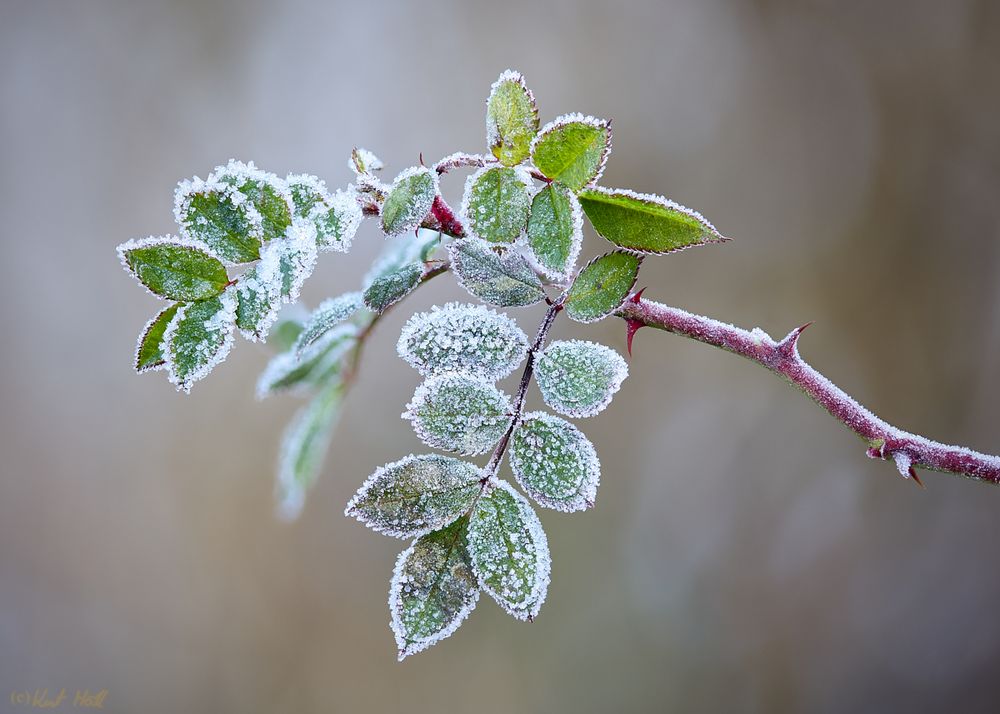 Frostig..... Foto & Bild | makro, winter, natur Bilder auf fotocommunity