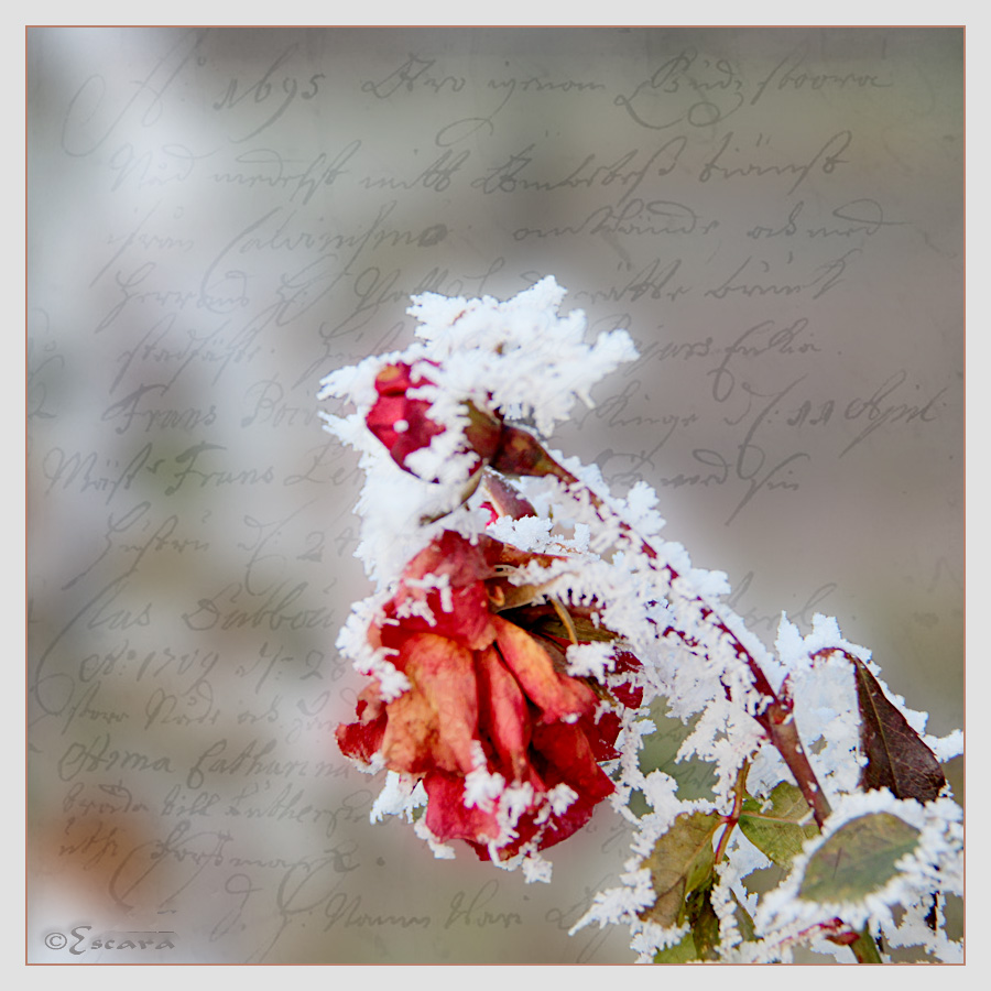 Frostig Foto & Bild | jahreszeiten, winter, blumen Bilder auf fotocommunity