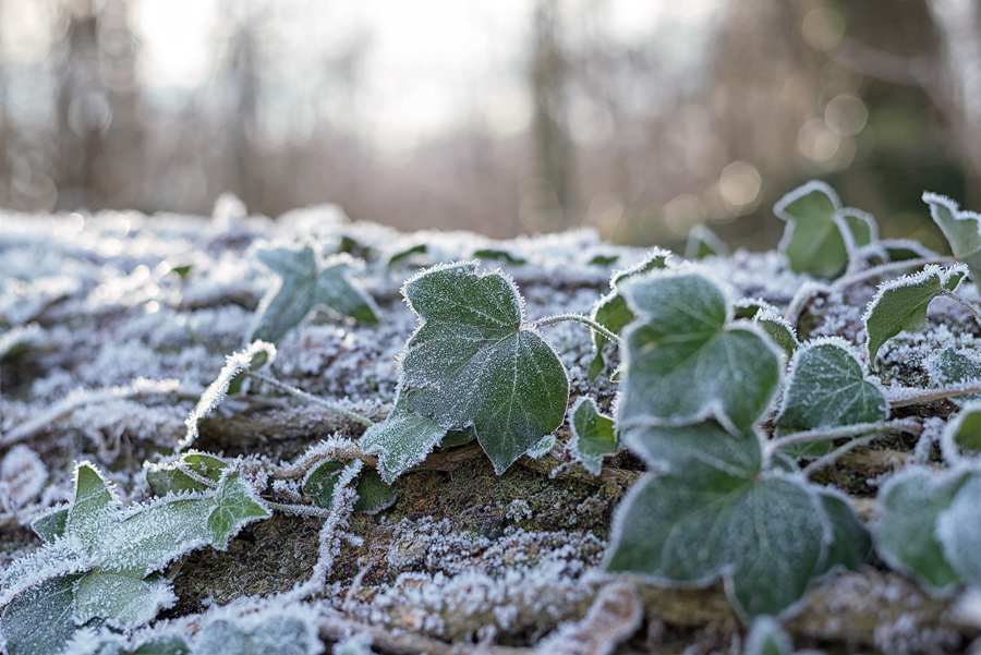 Frostig Foto & Bild | pflanzen, pilze & flechten, pflanzen im winter ...