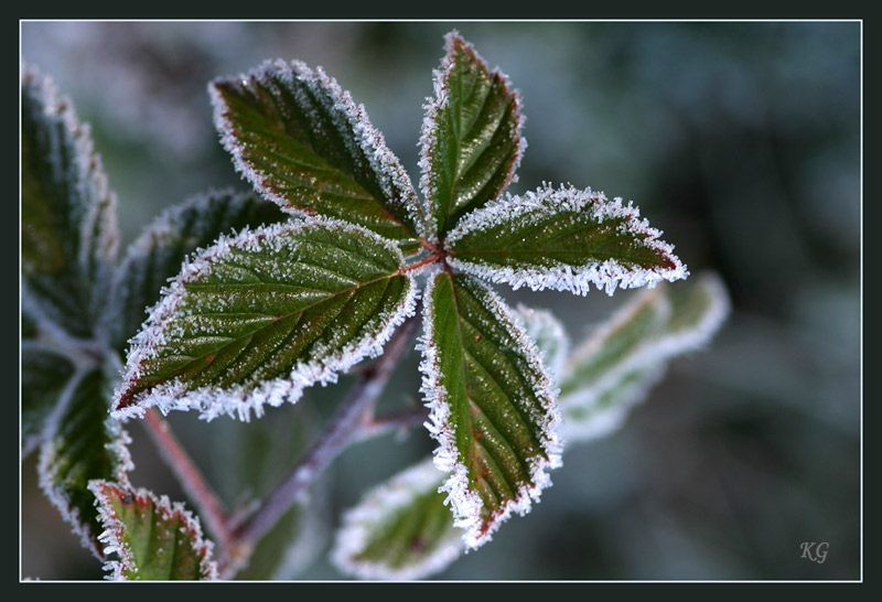 Frostig Foto & Bild | pflanzen, pilze & flechten, sträucher, natur ...