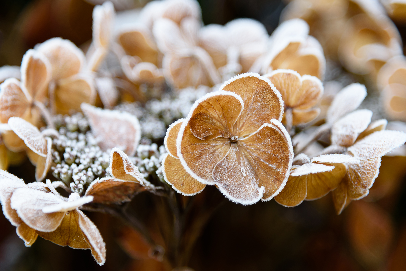 Frostig... Foto & Bild | winter, eis, natur Bilder auf fotocommunity