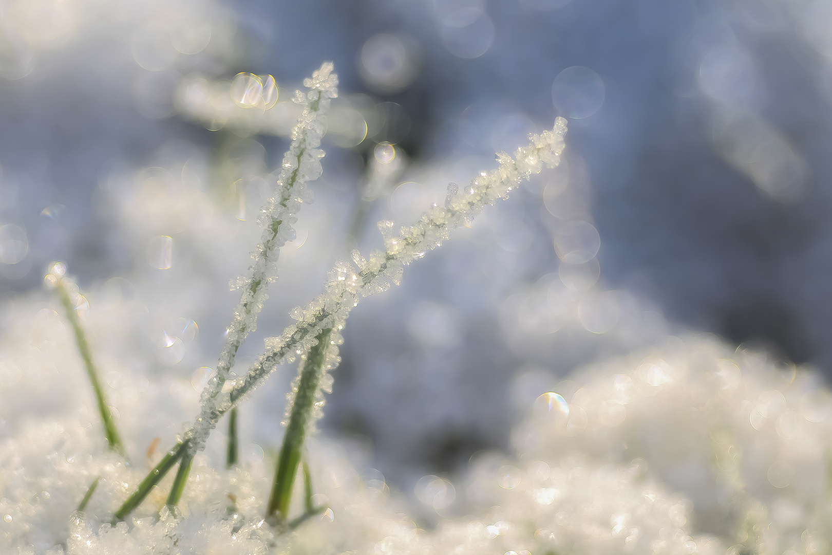 frostig Foto & Bild | natur-makros, natur-kreativ, aufnahmetechniken ...