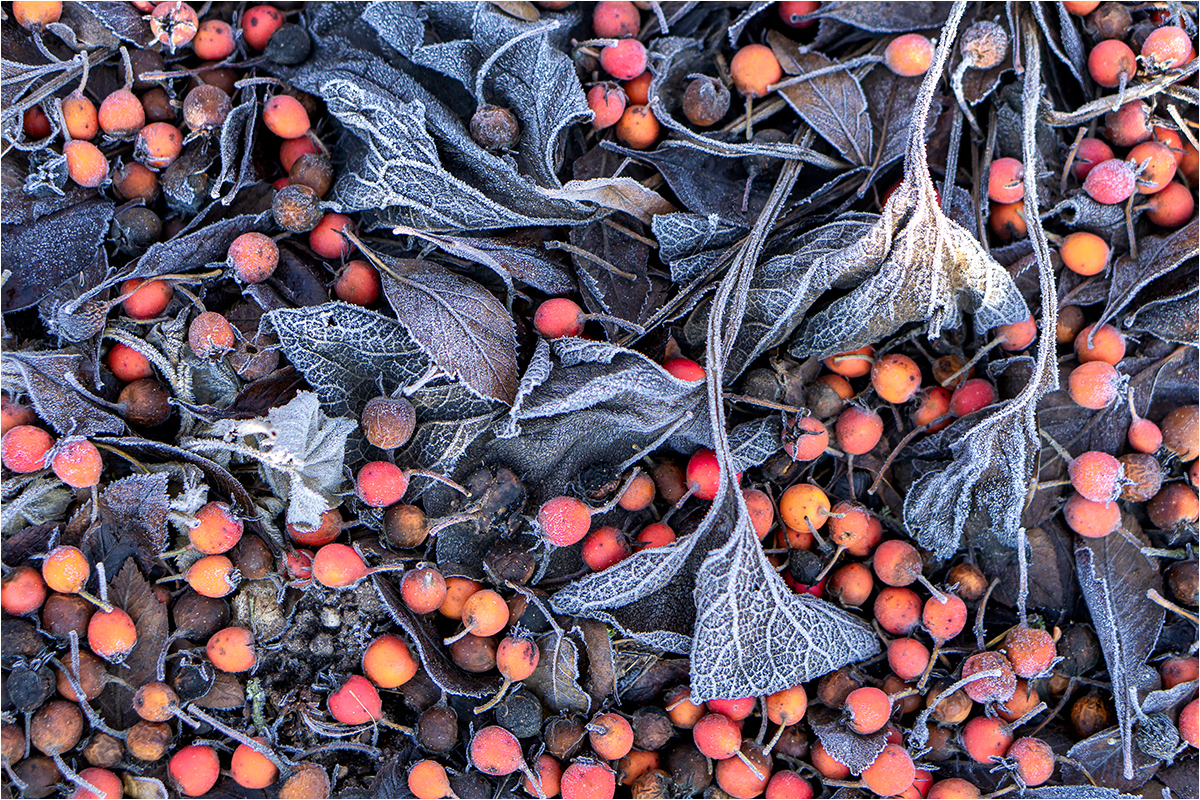 frostig Foto & Bild | winter, natur, nahaufnahme Bilder auf fotocommunity