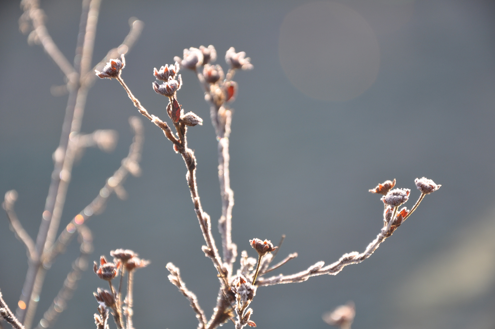 Frostig Foto & Bild | makro, winter, eis Bilder auf fotocommunity