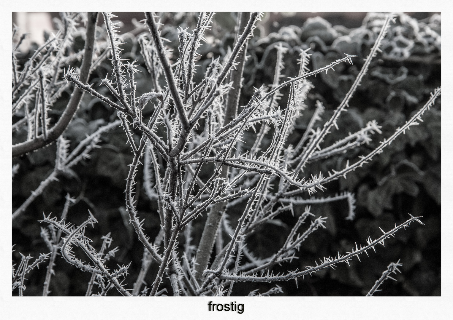 frostig Foto & Bild | impressionen, winter, hamburg Bilder auf ...