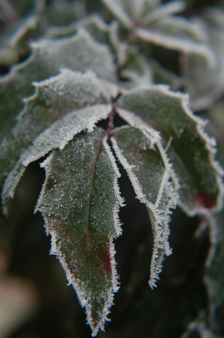 Frostig Foto & Bild | jahreszeiten, winter, natur Bilder auf fotocommunity