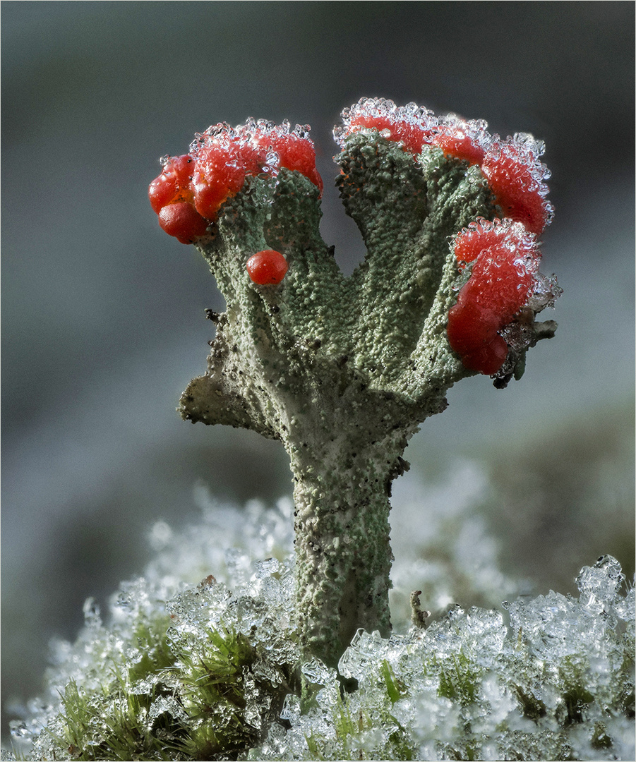 Frostig ... Foto & Bild | natur, flechten, cladonia Bilder auf ...
