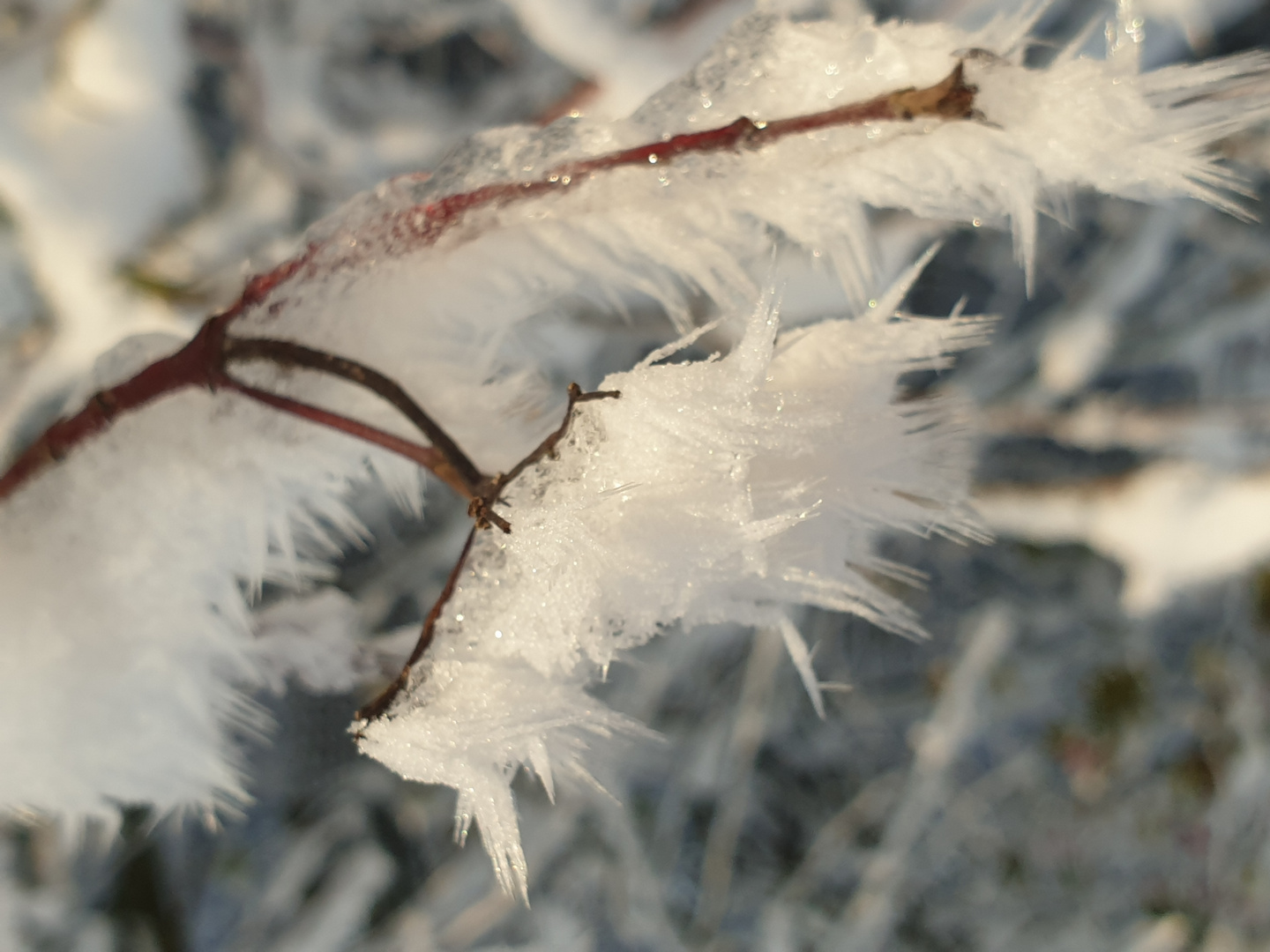 Frostig Foto & Bild | spezial, winter, landschaft Bilder auf fotocommunity