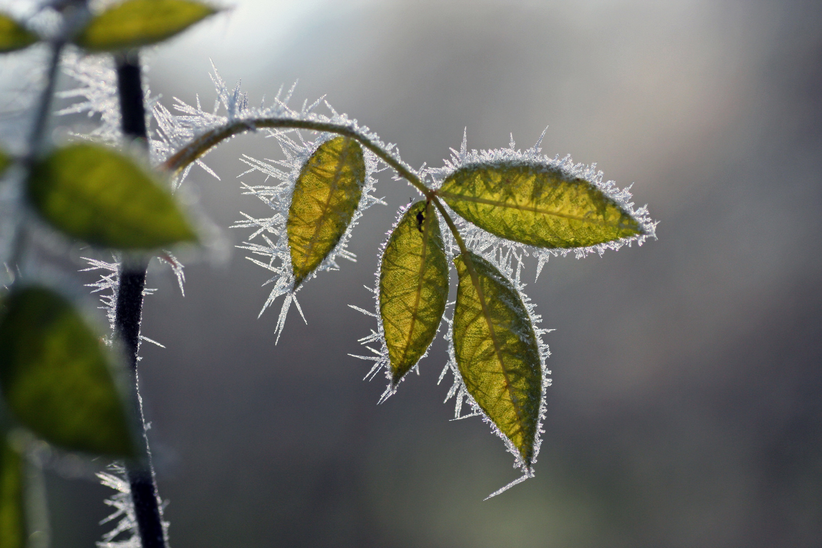 Frostig Foto & Bild | jahreszeiten, winter, natur Bilder auf fotocommunity