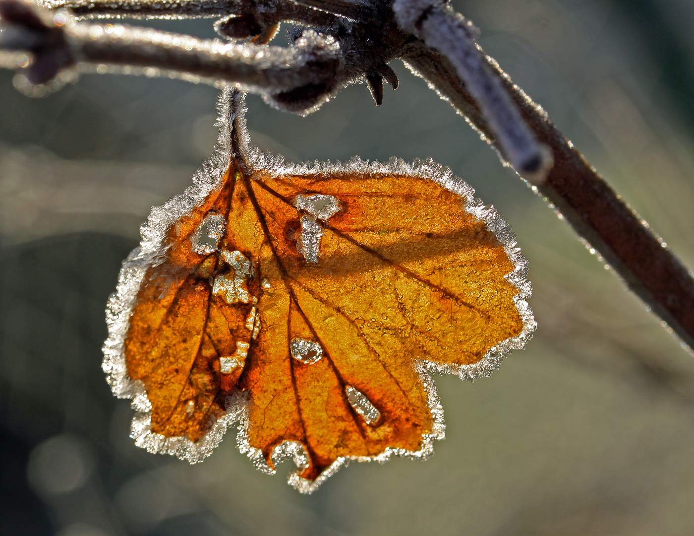 Frostig, Foto & Bild | jahreszeiten, herbst, blumen und pflanzen Bilder ...