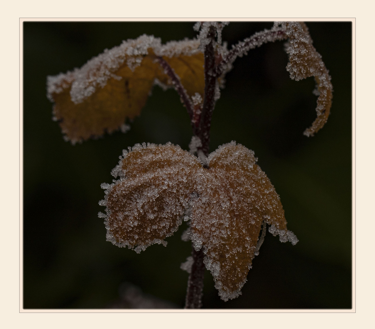 FROSTIG Foto & Bild | outdoor, natur, herbst Bilder auf fotocommunity