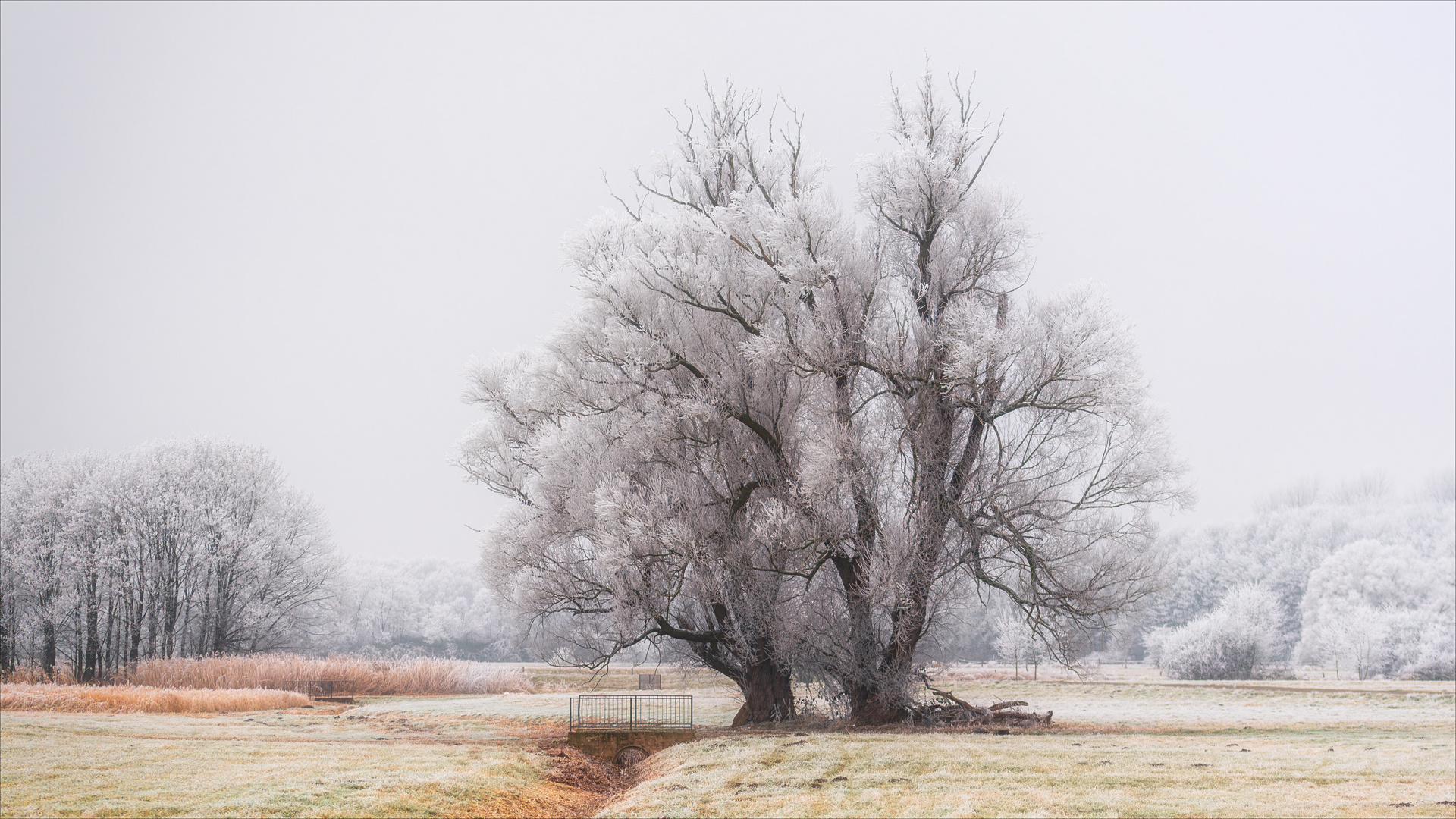 frostig Foto & Bild | landschaft, jahreszeiten, winter Bilder auf ...