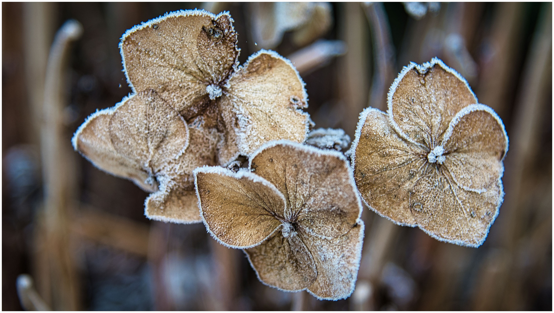 Frostig Foto & Bild | world, winter, jahreszeit Bilder auf fotocommunity