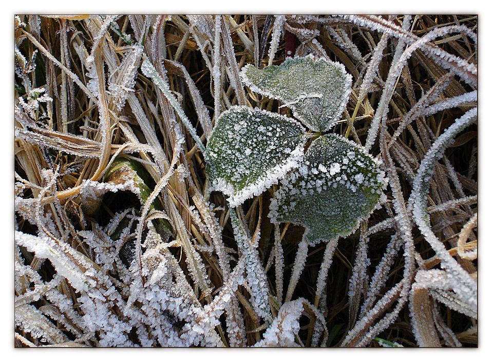 Frostig Foto & Bild | pflanzen, pilze & flechten, pflanzen im winter ...
