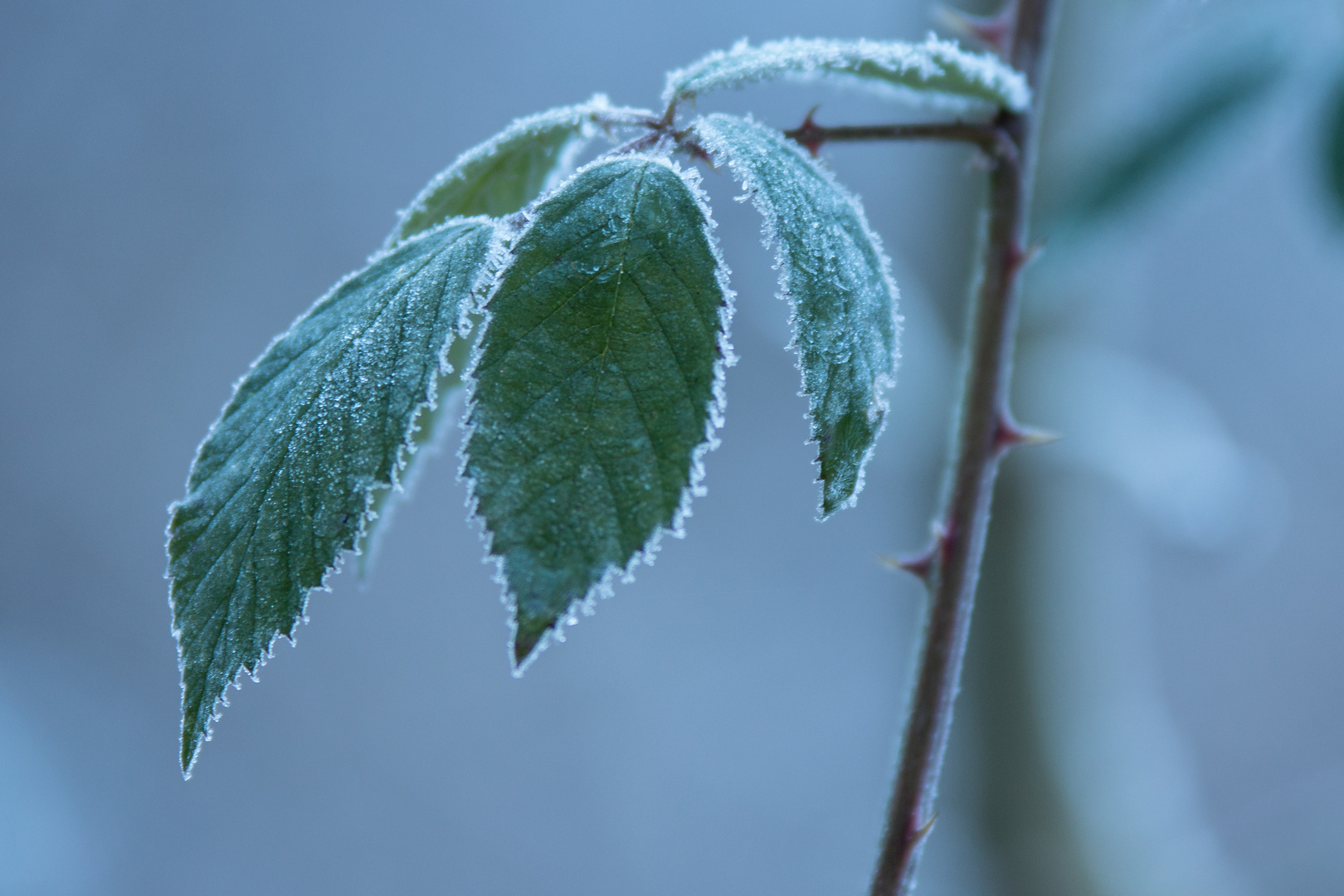 Frostig Foto & Bild | natur, pflanzen Bilder auf fotocommunity
