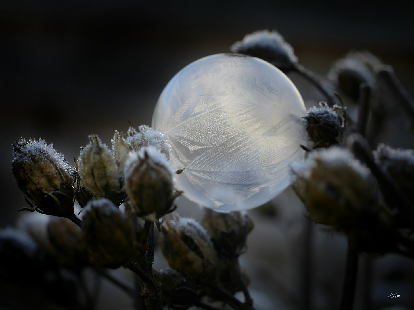 "Frostig " Foto & Bild | spezial, seifenblasen, winter Bilder auf ...