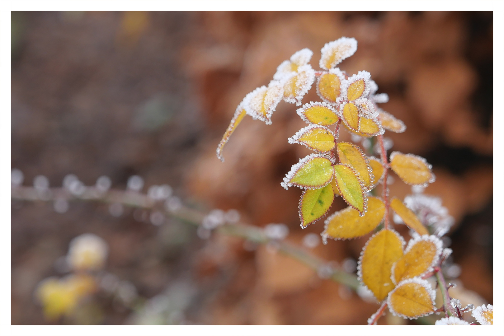 Frostig Foto & Bild | dezember, winter, natur Bilder auf fotocommunity