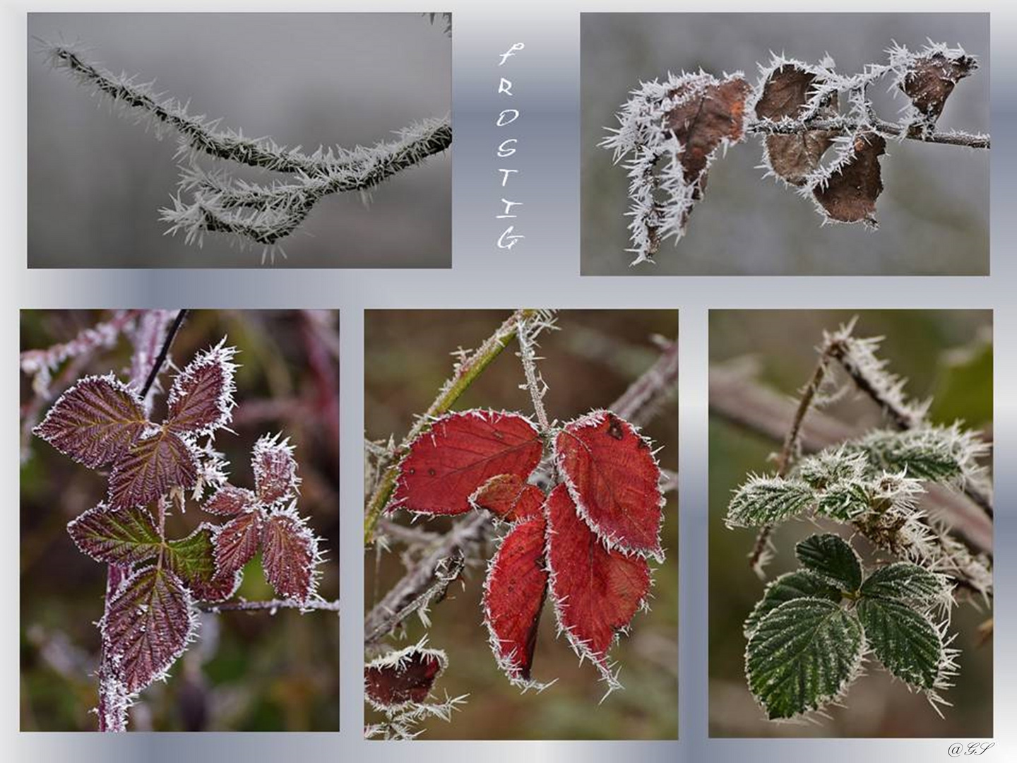Frostig Foto & Bild | pflanzen, pilze & flechten, bäume, jahreszeiten ...