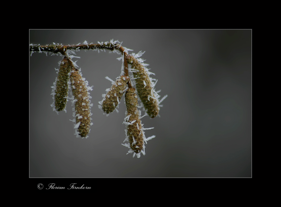 Frostig Foto & Bild | jahreszeiten, winter, natur Bilder auf fotocommunity