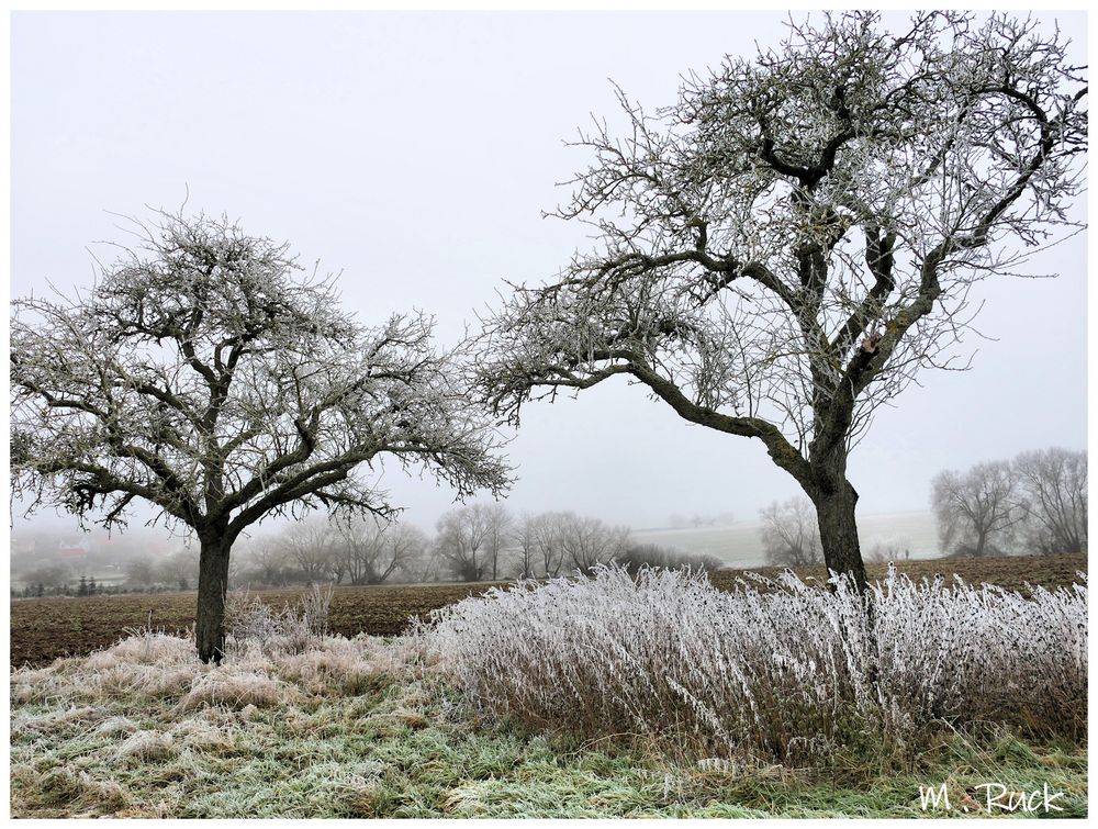 Frostig kalt war es zum Jahresabschluss von 2024 ! Foto & Bild | natur-kreativ, bäume, himmel ...