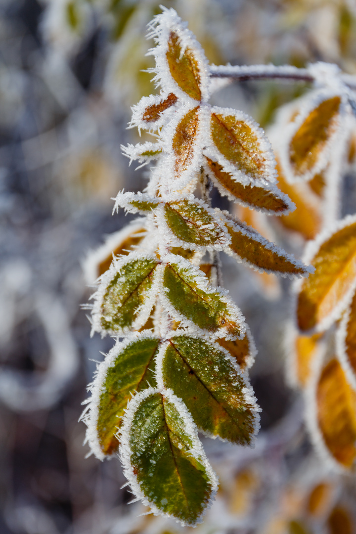 Frostig und sonnig 3 Foto & Bild | jahreszeiten, winter, vorher Bilder ...