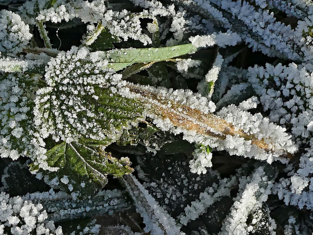 Frostig war es ... (2) Foto & Bild | natur, jahreszeiten, herbst winter ...