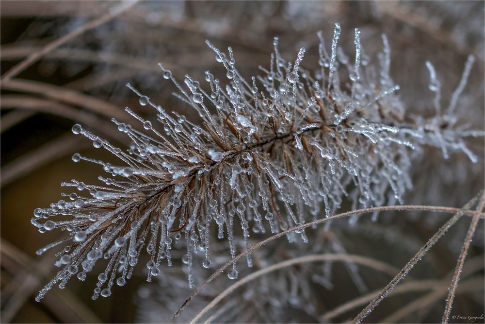 Frostig zeigte sich ... Foto & Bild | natur-makros, jahreszeiten ...