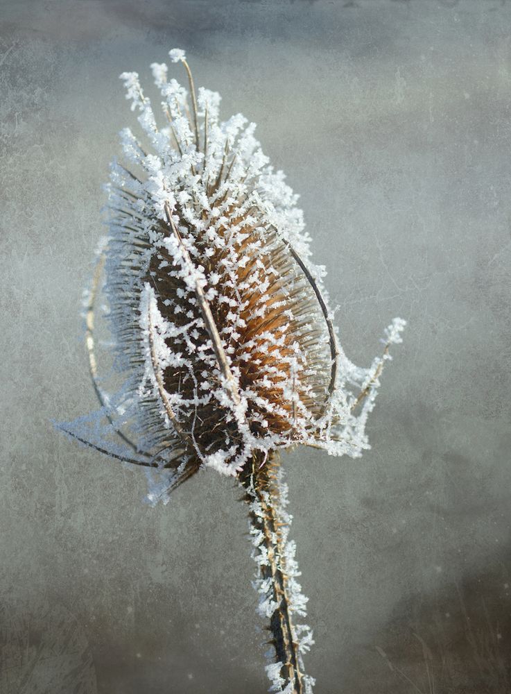 frostige Karden.... | Edith Vogel Fotografie