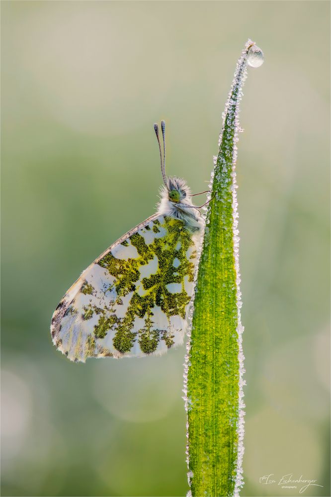 frostiger April Foto & Bild | tiere, wildlife, schmetterlinge Bilder ...
