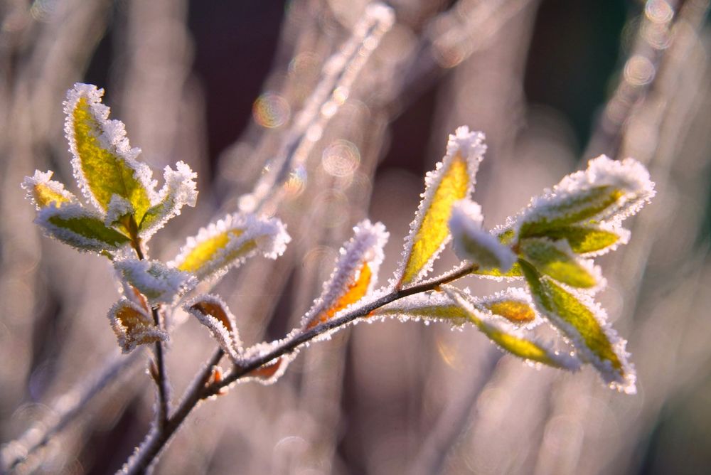 Frostiger Zweig im Gegenlicht Foto & Bild | pflanzen, pilze & flechten ...
