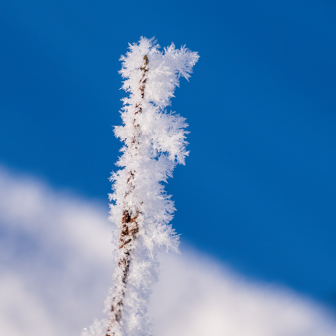 Frosty Foto & Bild | jahreszeiten, winter, projekte Bilder auf fotocommunity