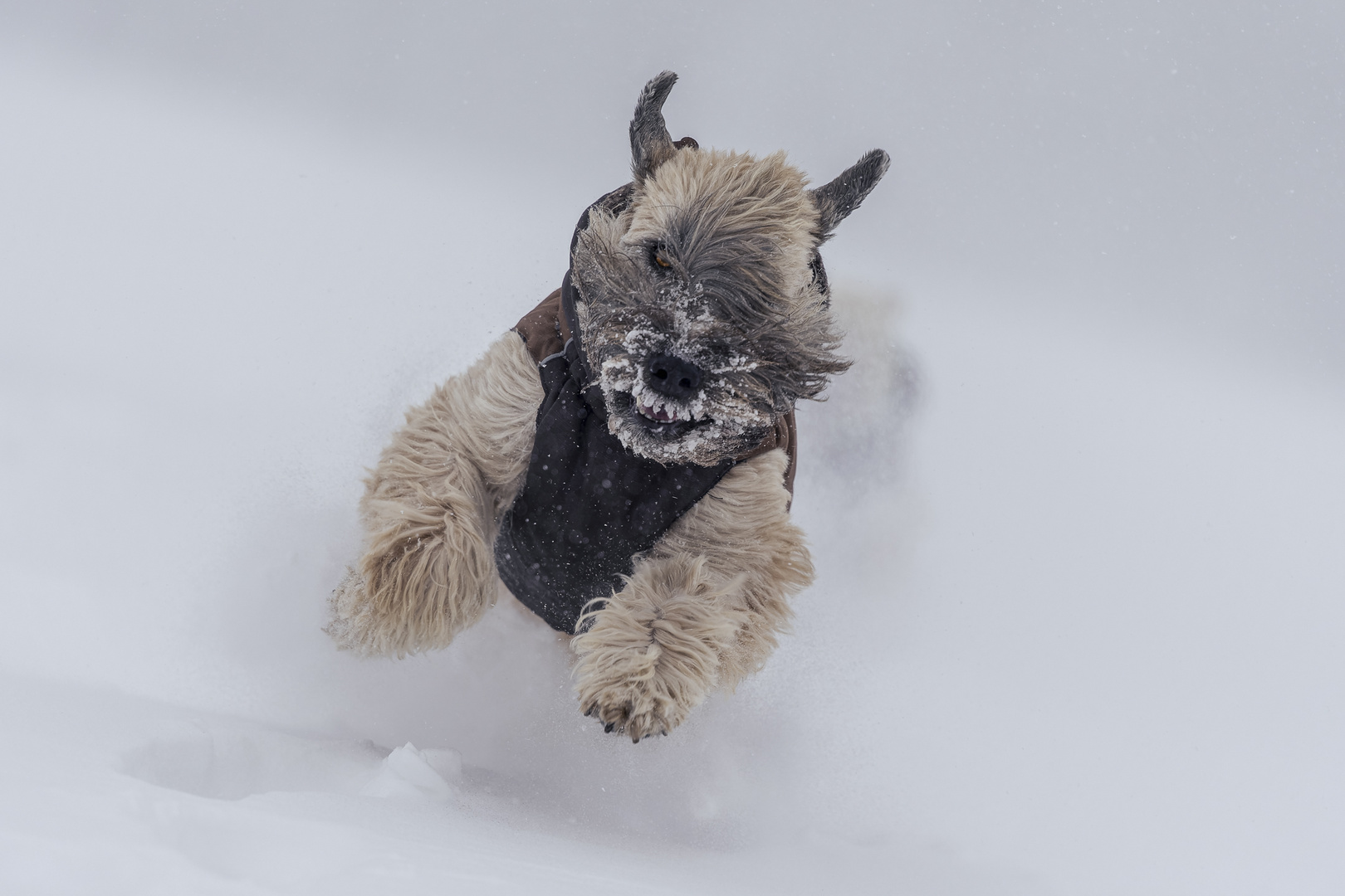 Frosty beard Foto & Bild | outdoor, winter, schnee Bilder auf fotocommunity
