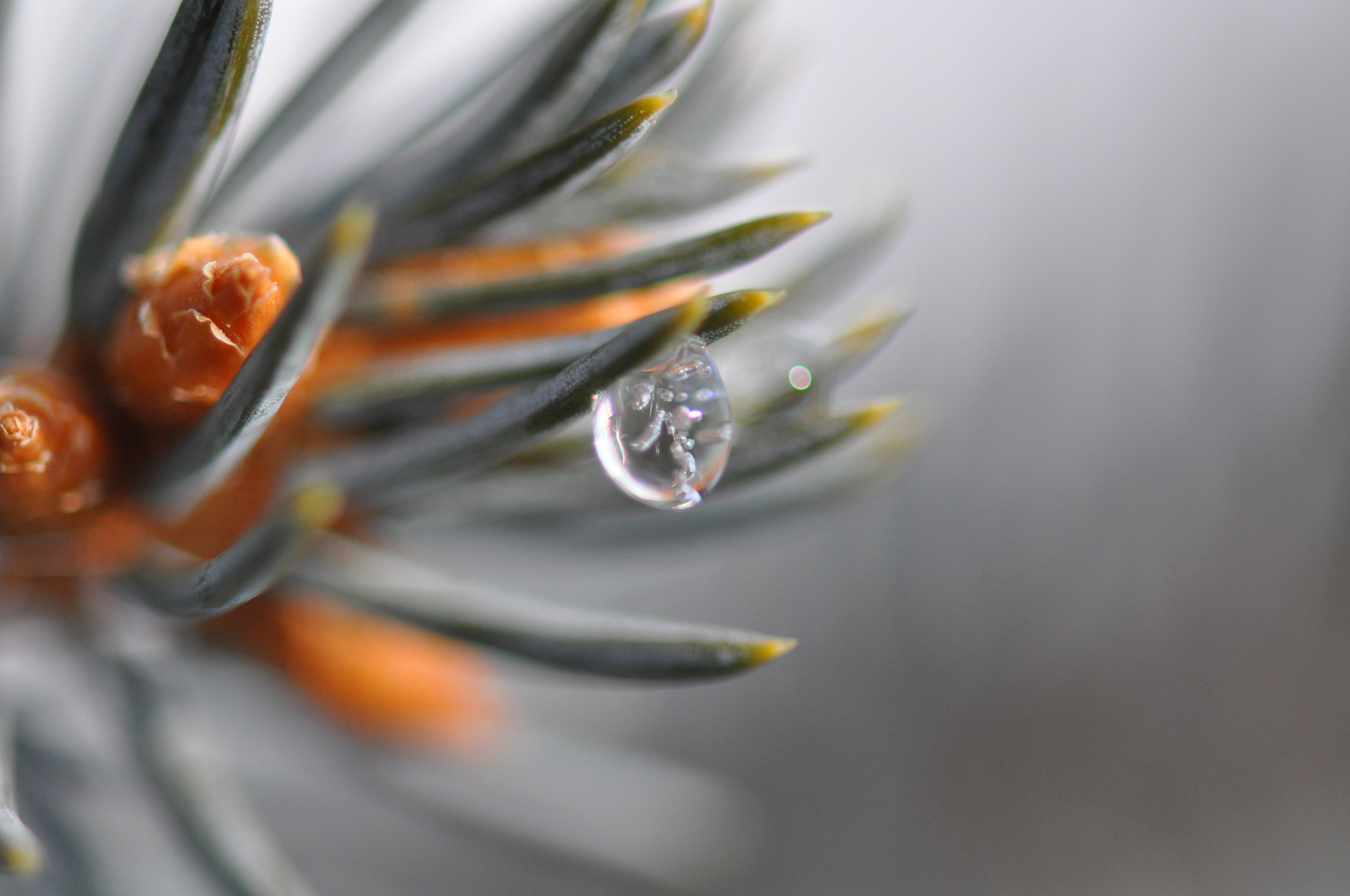 frozen drop Foto & Bild | natur-makros, natur-kreativ ...