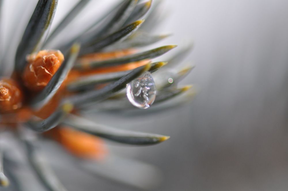 frozen drop Foto & Bild | natur-makros, natur-kreativ ...