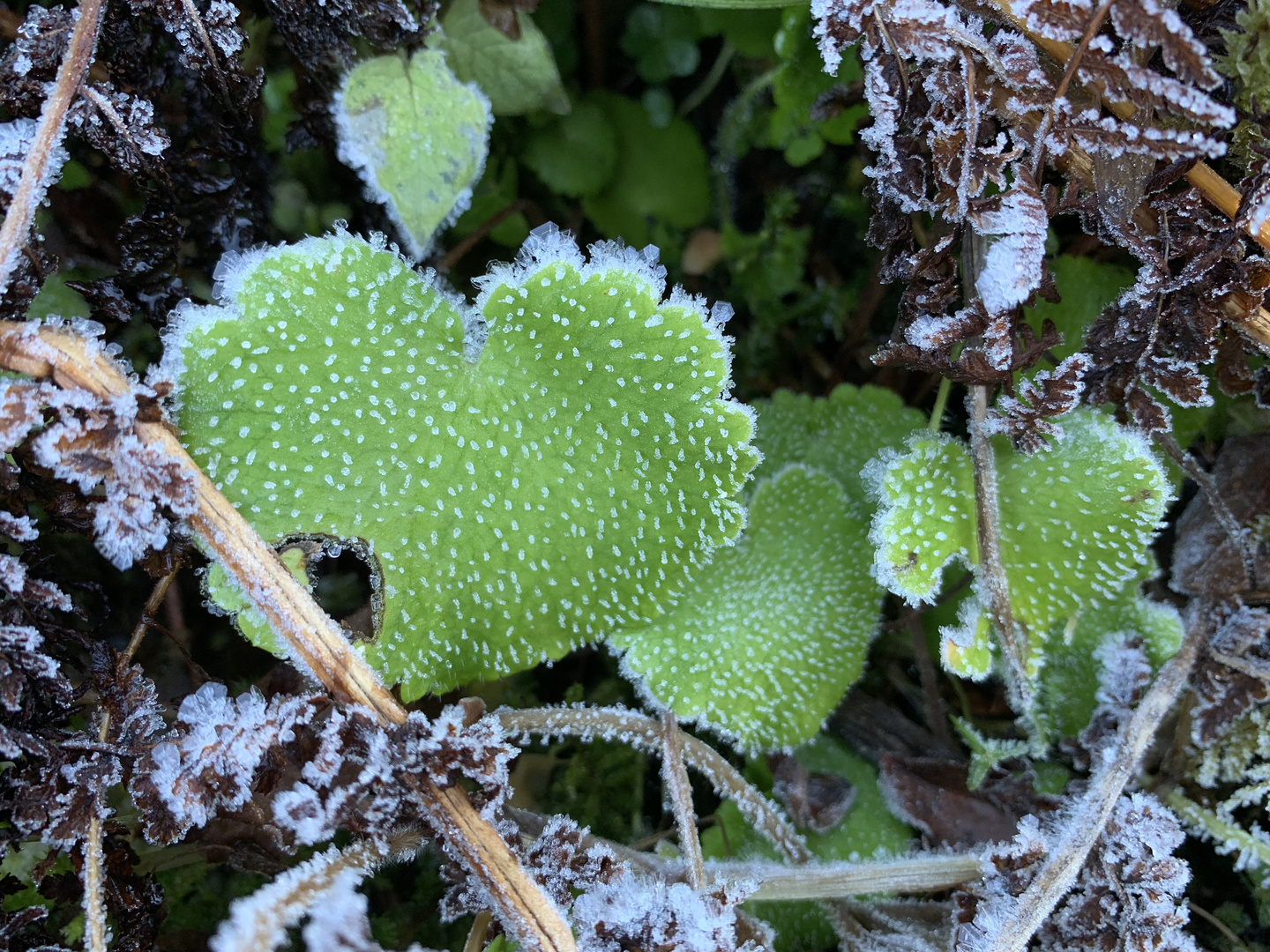 Frozen Heart Foto Bild Monatswettbewerbe Natur 2020 01 Natur frozen-heart-foto-bild-monatswettbewerbe-natur-2020-01-natur