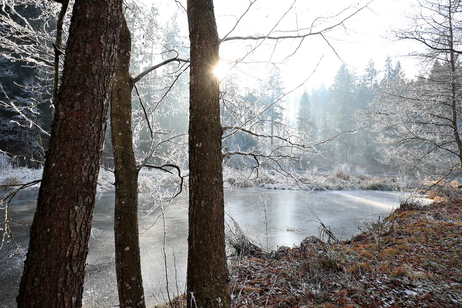 Frozen Winter Foto & Bild | winter, eis, natur Bilder auf fotocommunity
