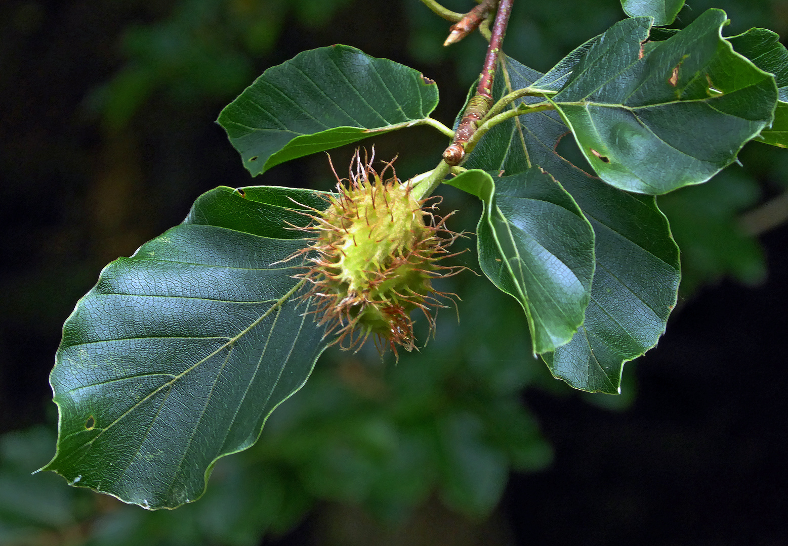 Frucht der Rotbuche Foto & Bild | natur Bilder auf fotocommunity