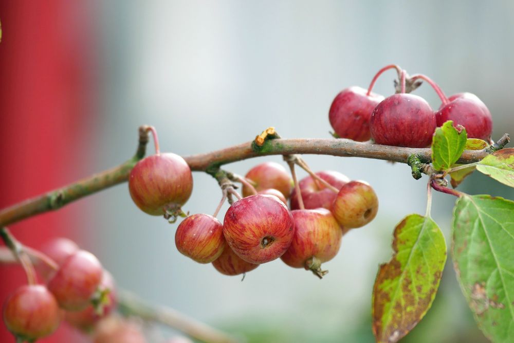 Fruchtbar Foto & Bild | reportage dokumentation, jahreszeiten, konzept ...