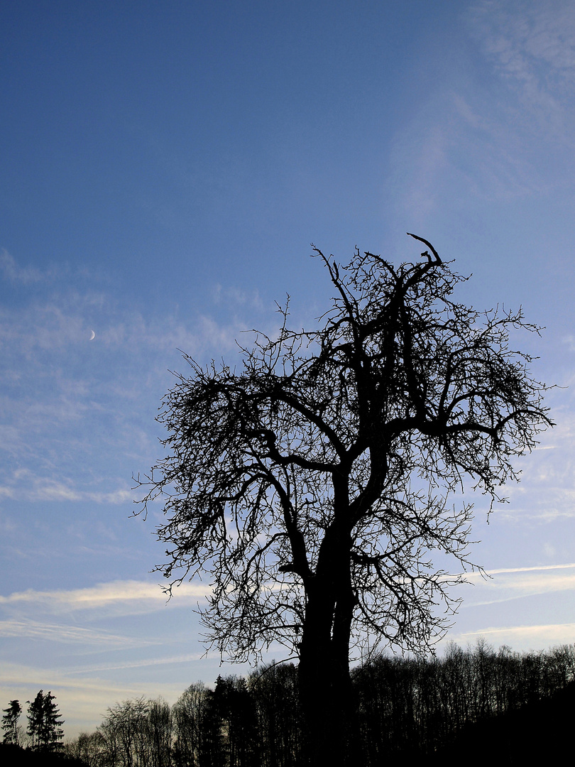 "Fruchtbaum" Foto & Bild | emotionen, hoffnung, Äste Bilder auf ...