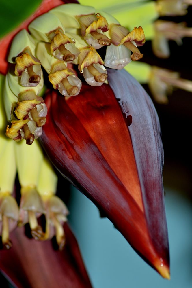 Fruchtstand Musa Blue Java -Musa Ice Cream Foto & Bild | pflanzen ...