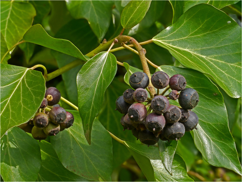 Früchte des Efeu Foto & Bild | pflanzen, pilze & flechten, rankgewächse ...