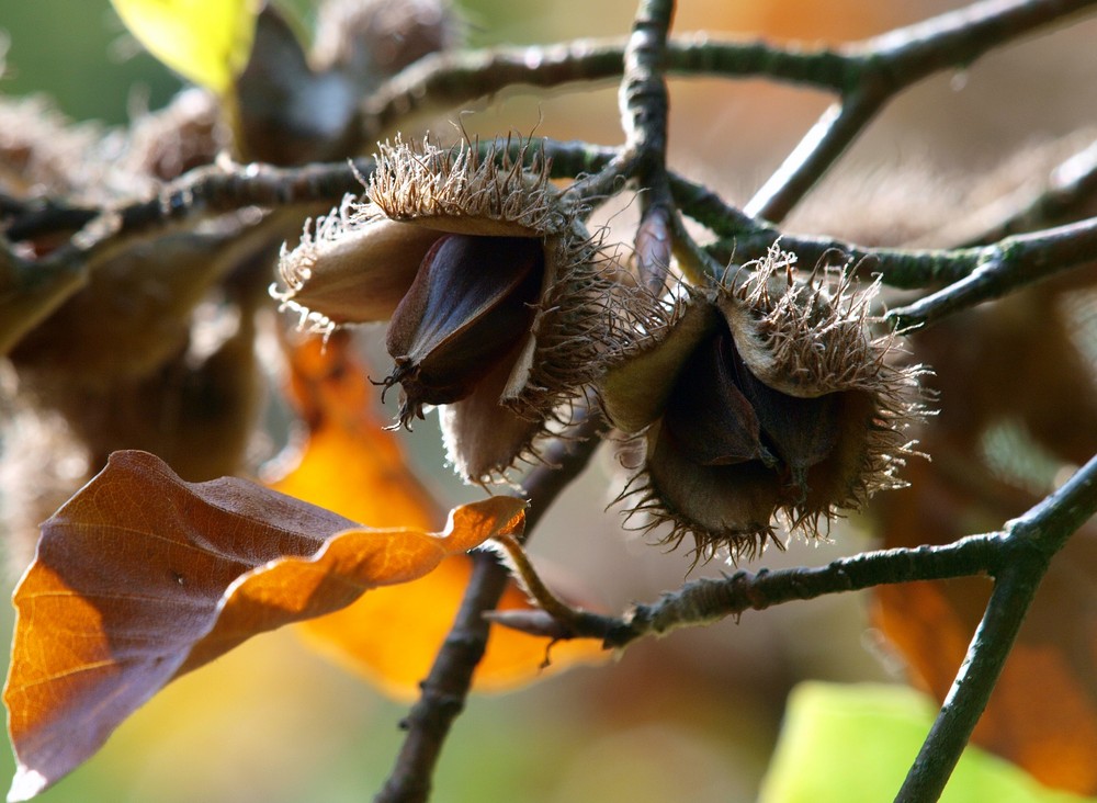Früchte Rotbuche (Fagus sylvatica) Foto & Bild | pflanzen, pilze ...