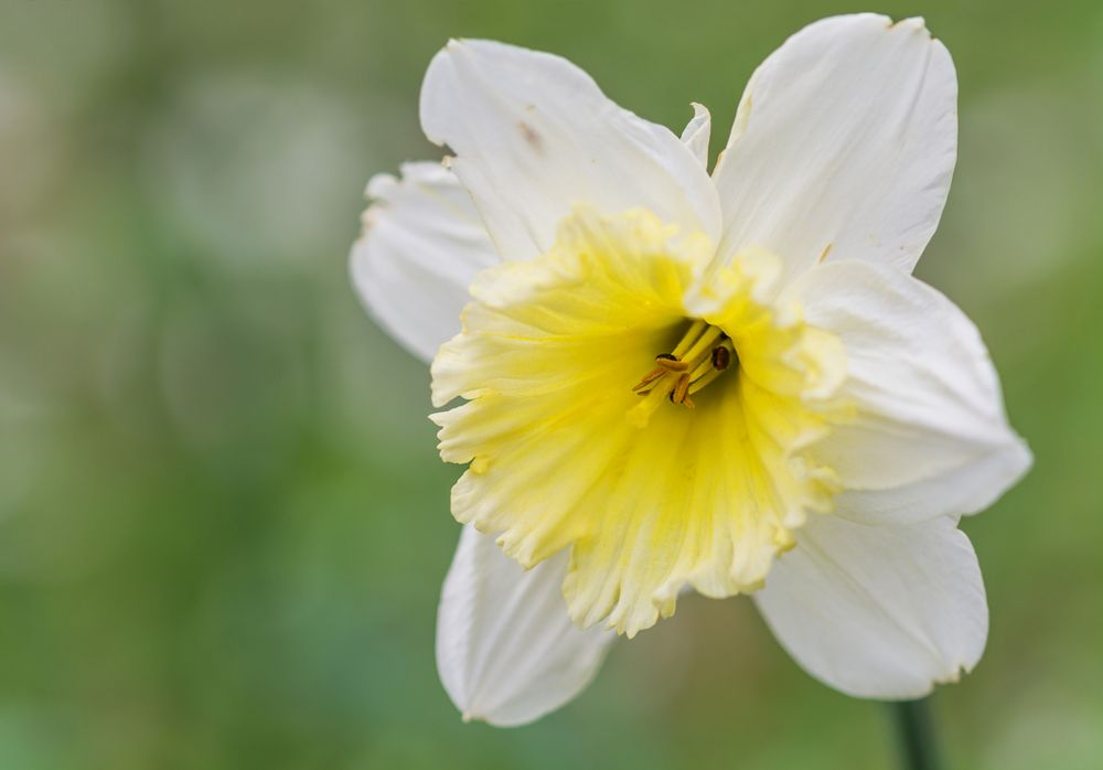 Frühblüher Foto & Bild | spezial, makro, frühling Bilder auf fotocommunity